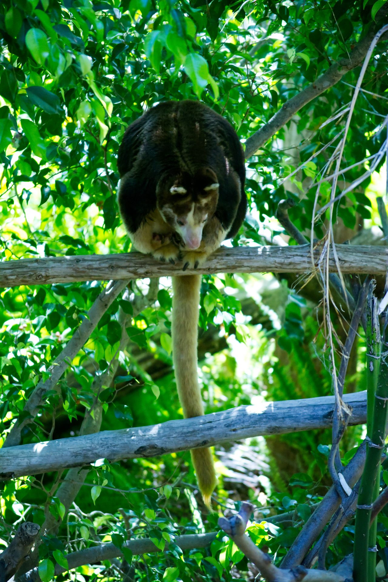 Deze bizarre dieren leven in Australië