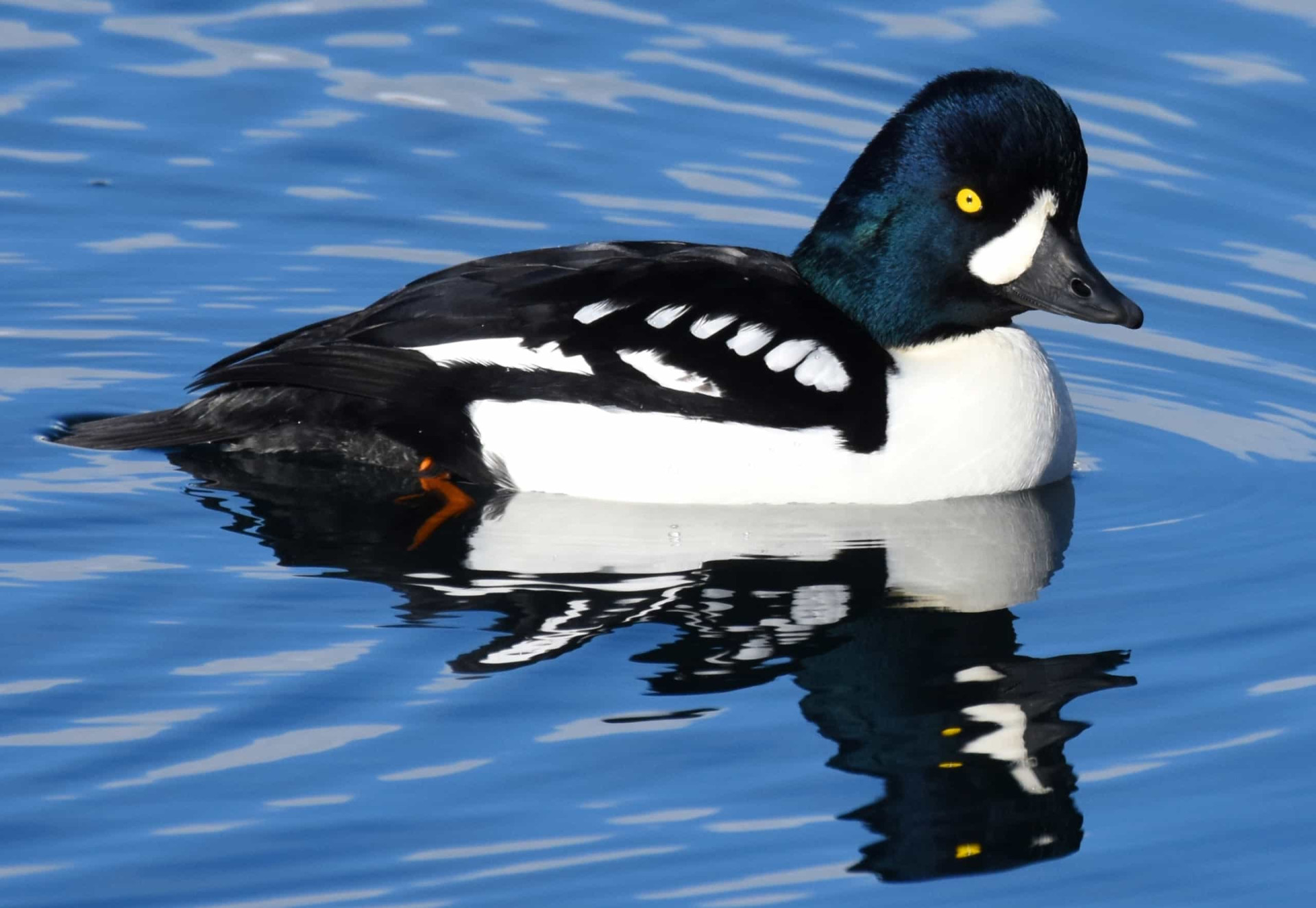 Wildlife named after people