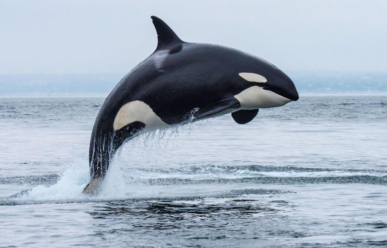 L’orque qui avait refusé d’abandonner son bébé mort a de nouveau perdu ...