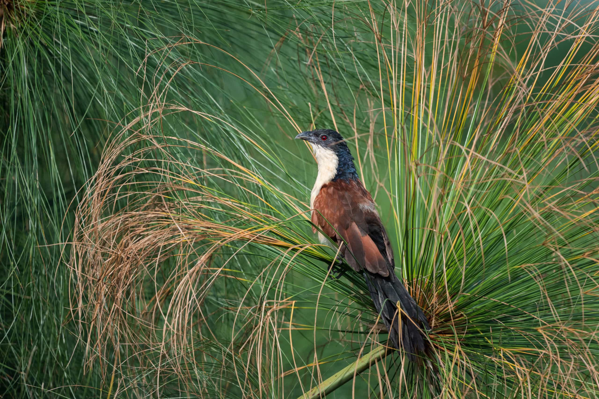Wildlife named after people