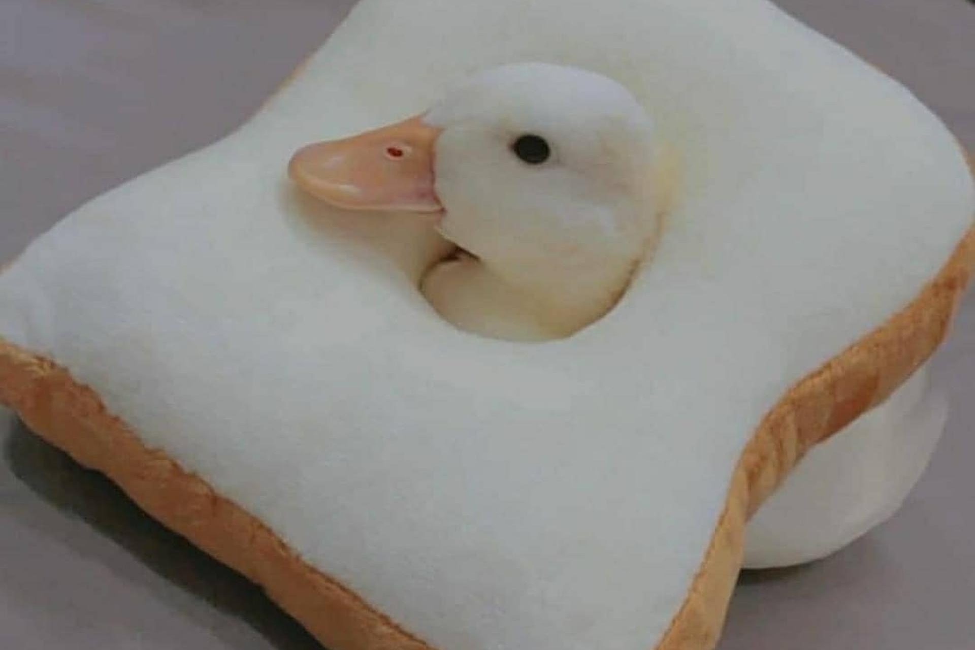 Lustige Bilder von Enten