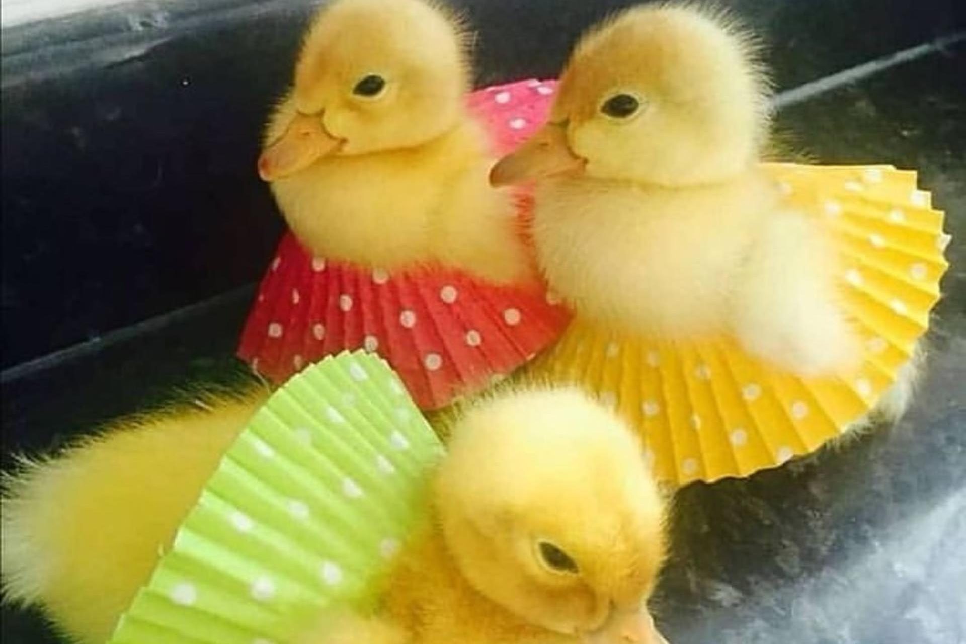 Lustige Bilder von Enten