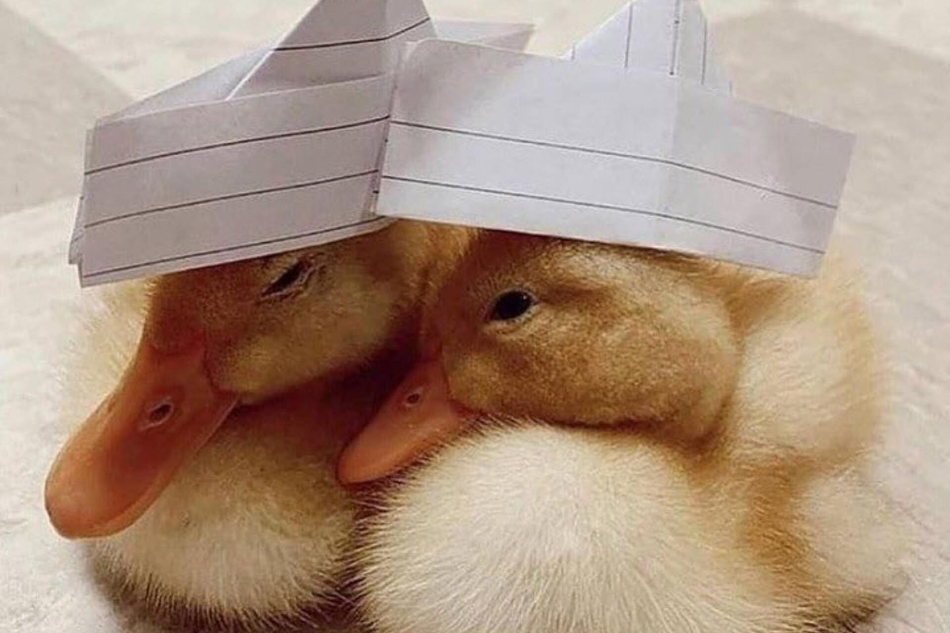 Lustige Bilder von Enten