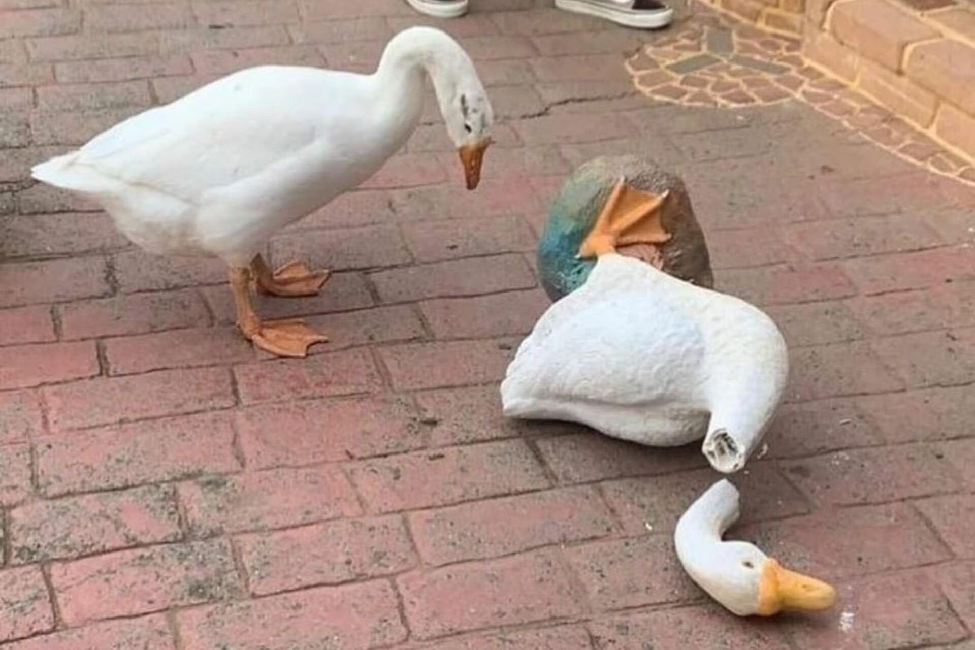 Lustige Bilder von Enten