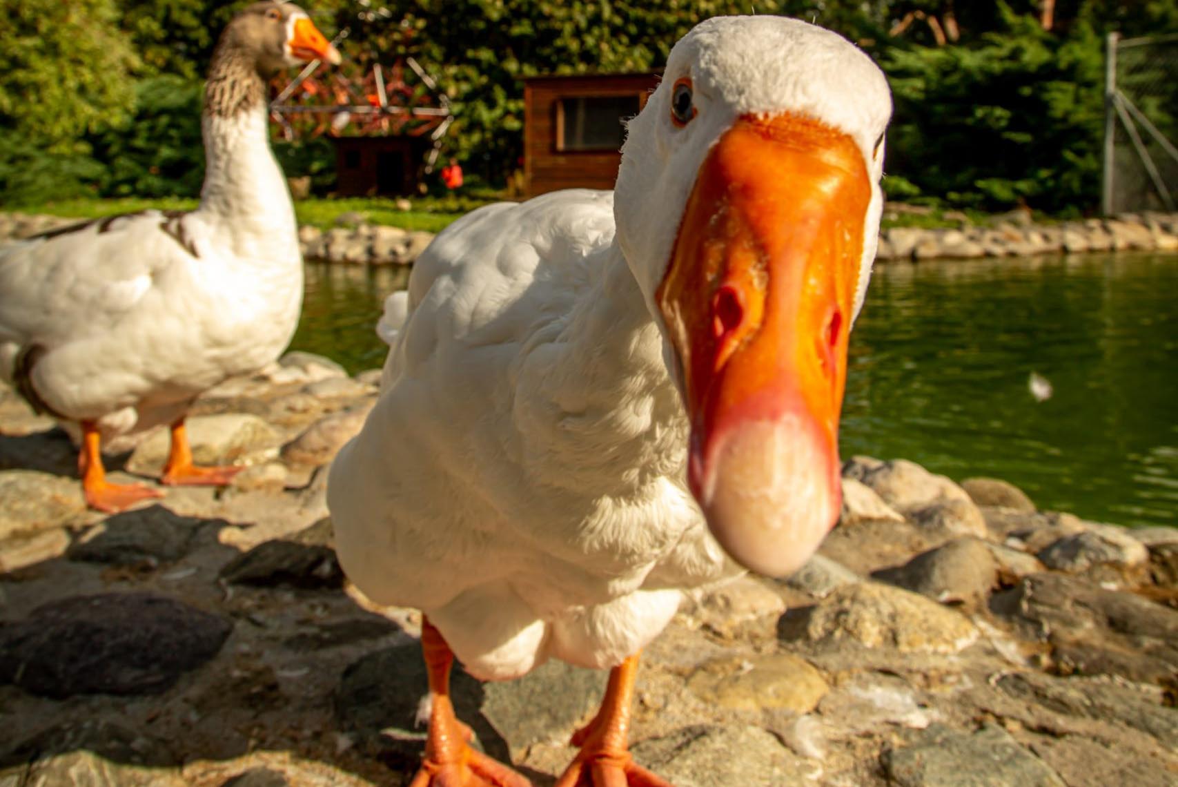 Lustige Bilder von Enten