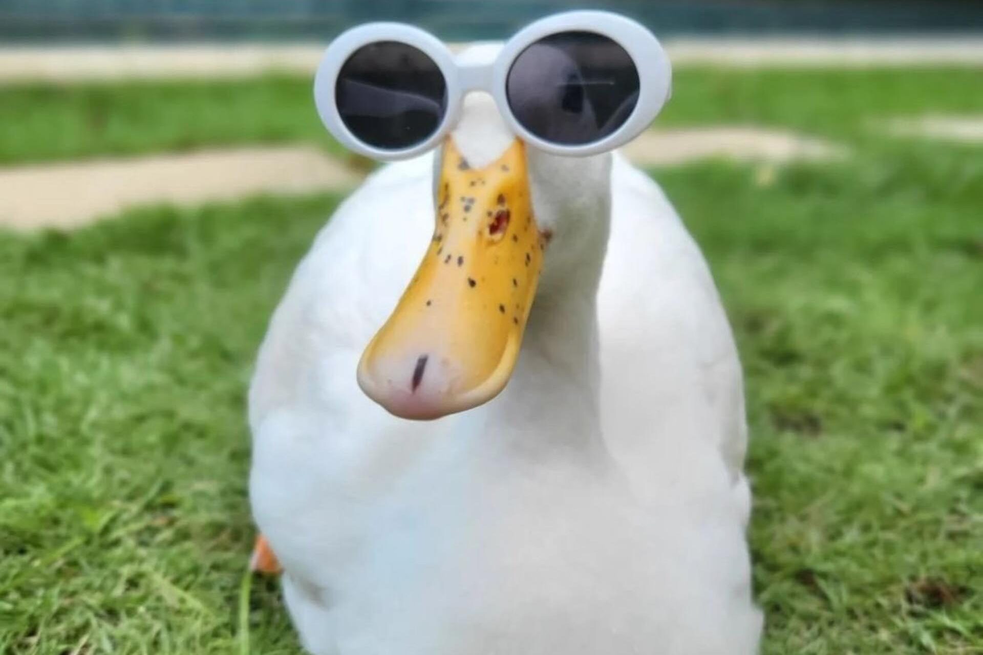 Lustige Bilder von Enten