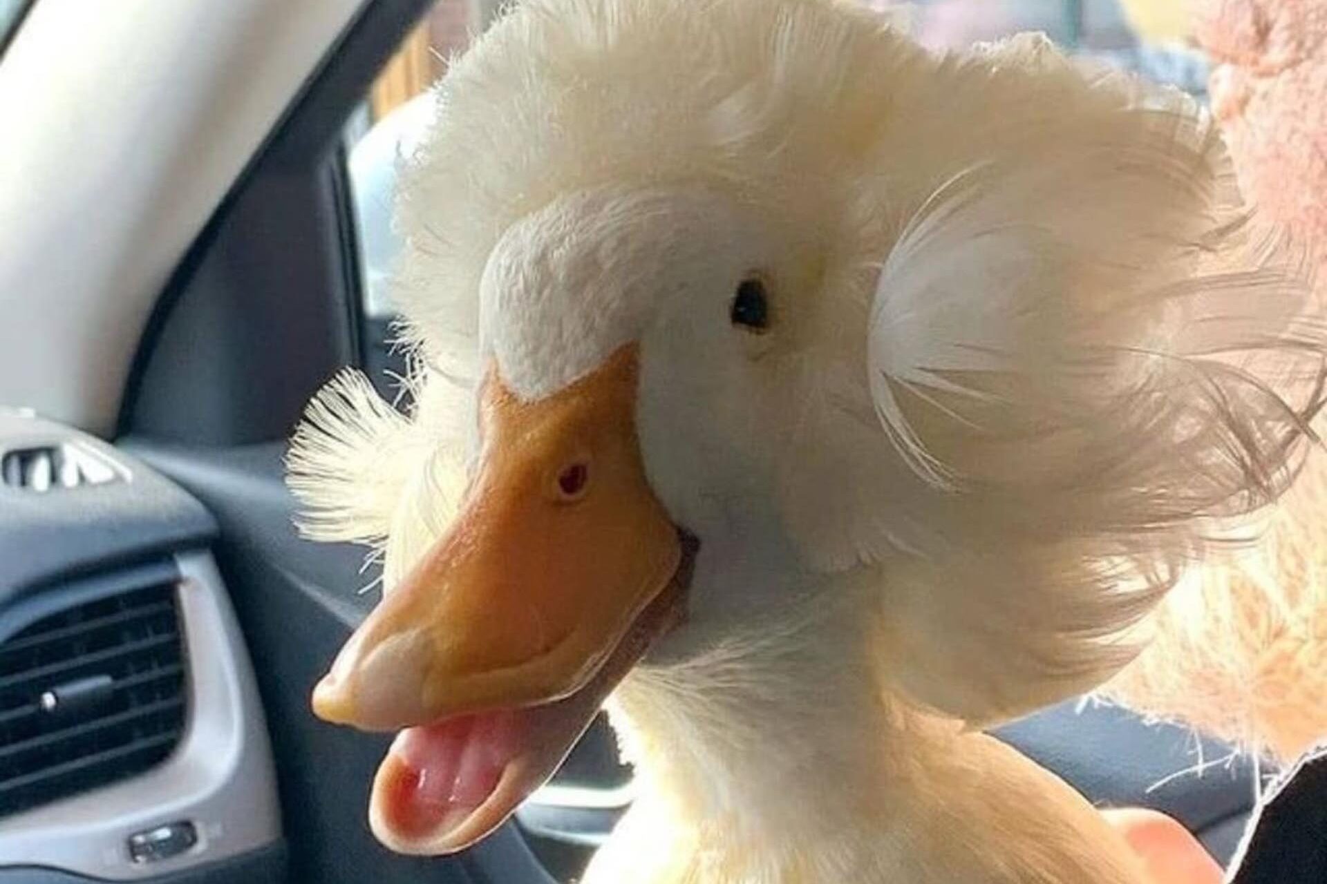 Lustige Bilder von Enten