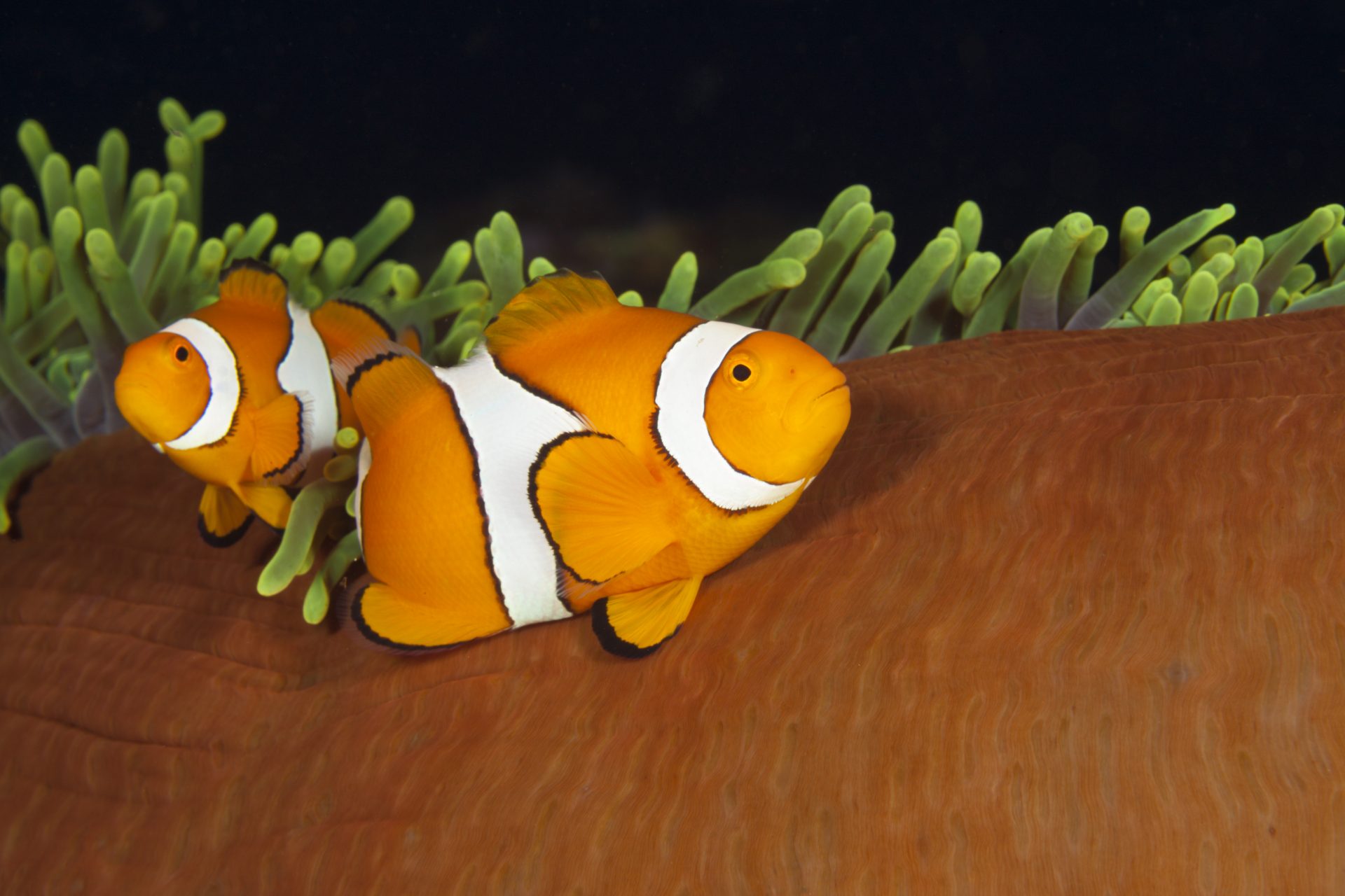 Les poissons-clowns savent-ils faire des additions ? Les scientifiques affirment que "Nemo ...