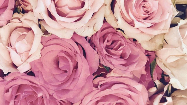 Signification du nombre de roses : combien en offrir Signification du nombre de roses : combien en offrir