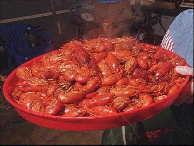 LSU AgCenter weighs in on how ice, snow affected crawfish