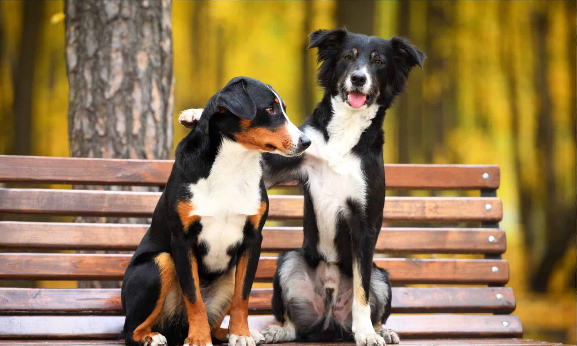 If your dog humps you and no one else, here’s why
