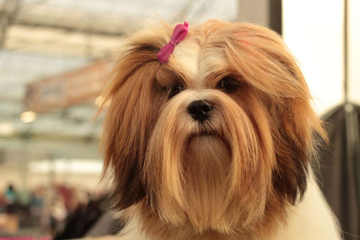 The longest living dog breeds