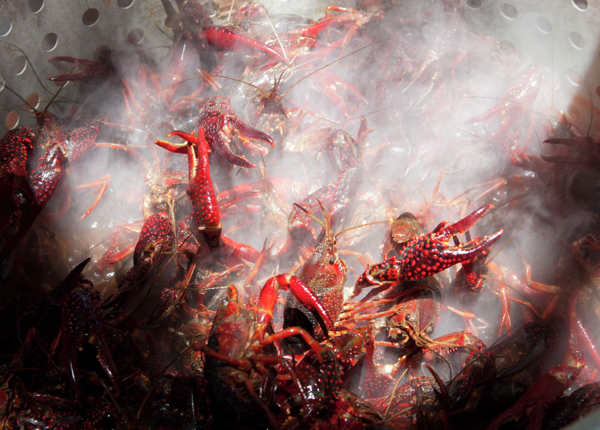 Is it too early to eat crawfish? We looked at the science of mudbug season.
