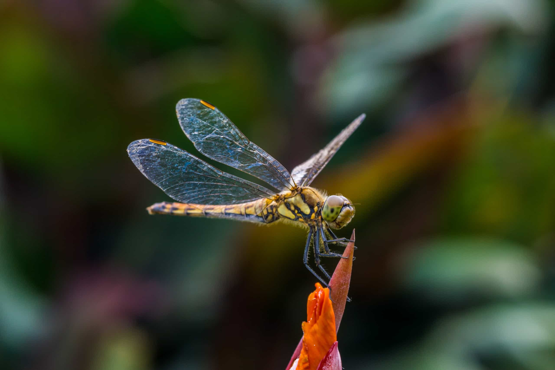 The earliest musical instruments of note