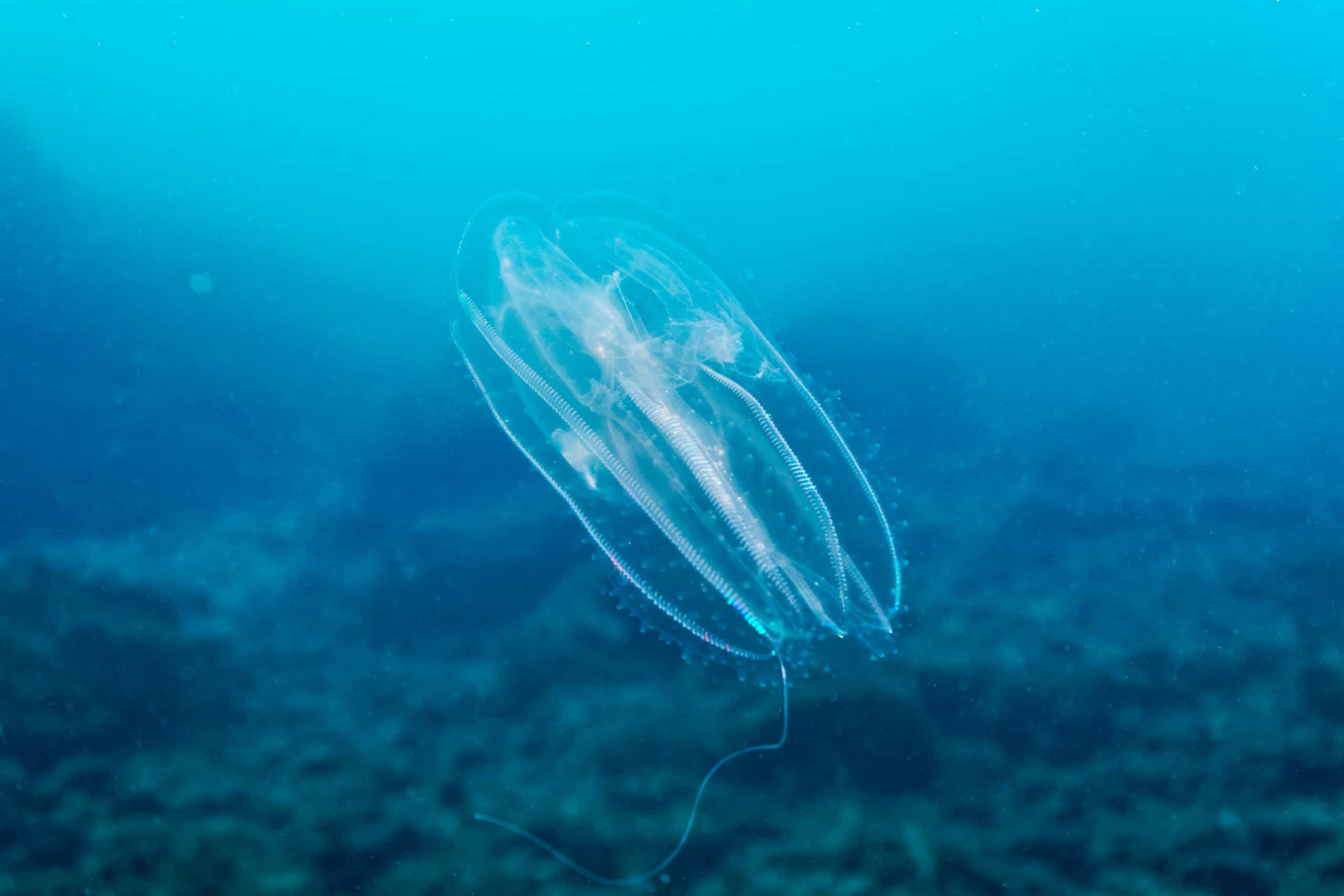 The oldest animals on our planet