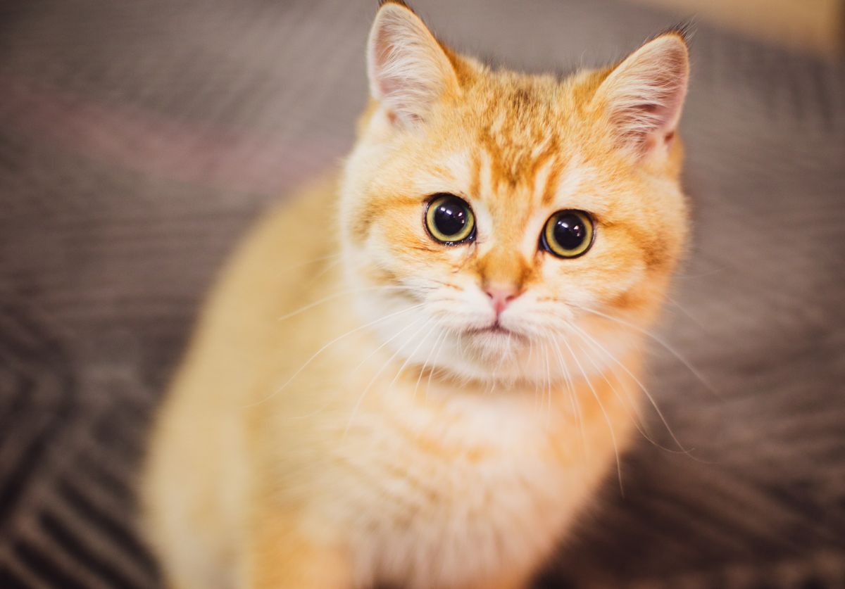 10 Beautiful Orange Cat Breeds