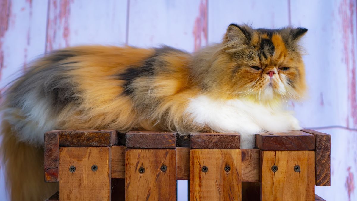 10 Beautiful Orange Cat Breeds