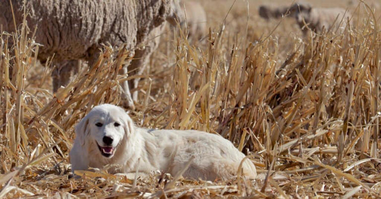 Types of Farm Dog Breeds — You’ll Love These Ranch Dogs!