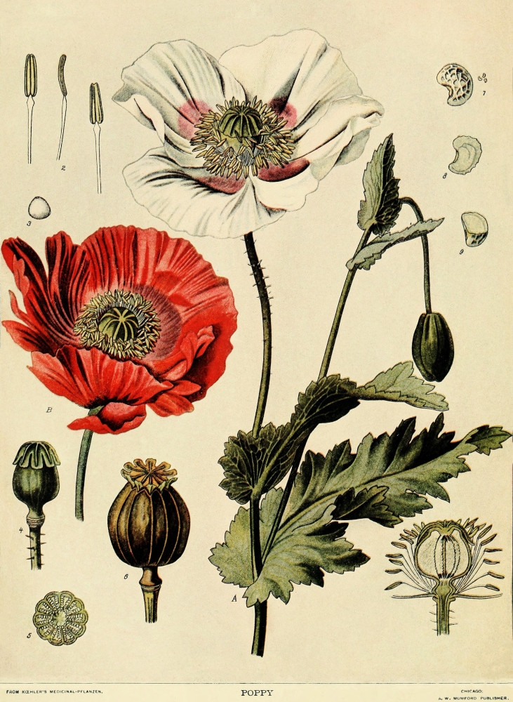 The Opium Wars that devastated China