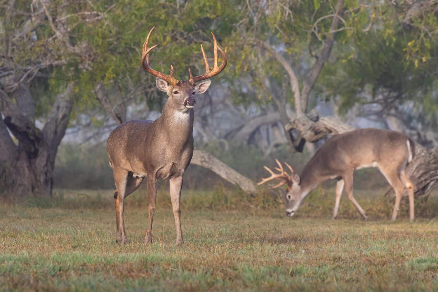 The Best Deer Hunting in the U.S. is in Alabama