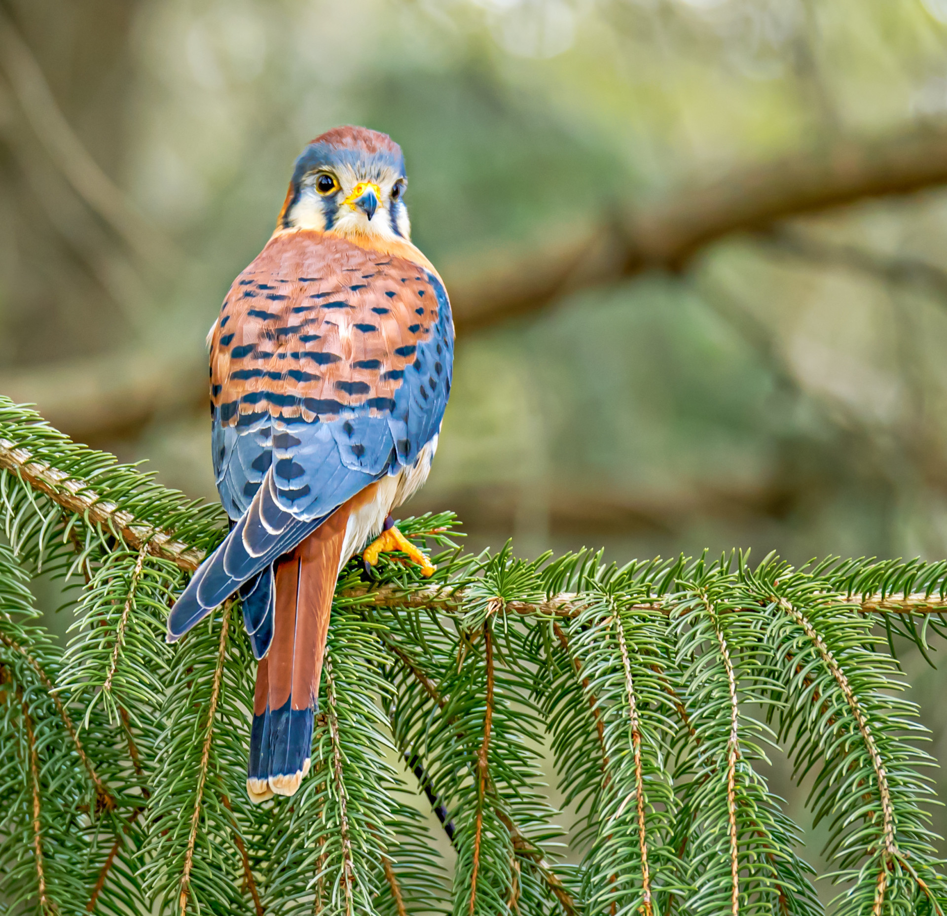 Let us prey! The hawks, falcons, kites, and eagles found in the USA