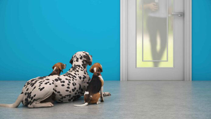 15 impulse control games that turn any hyper dog Into your dream pet