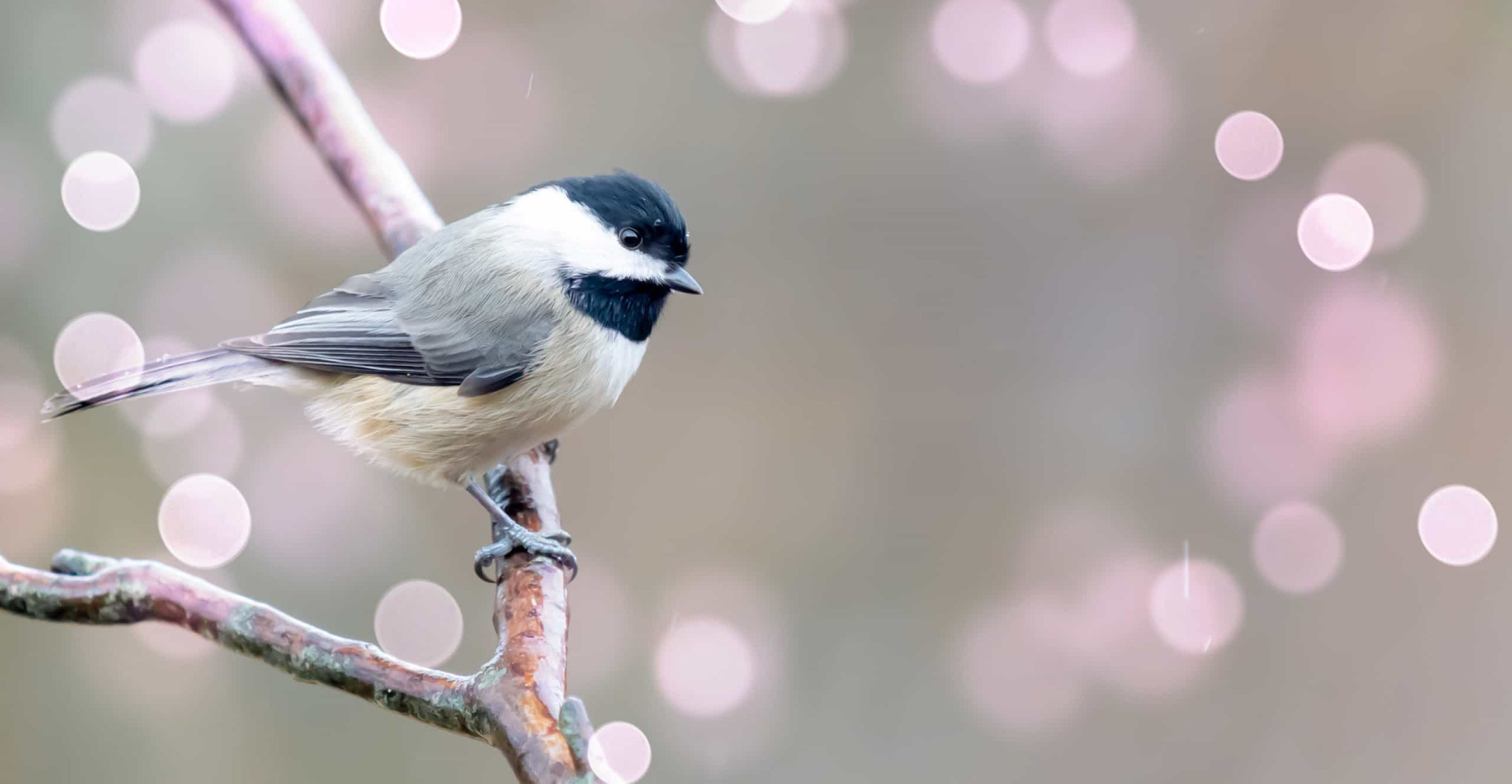 Why people see ghosts, explained