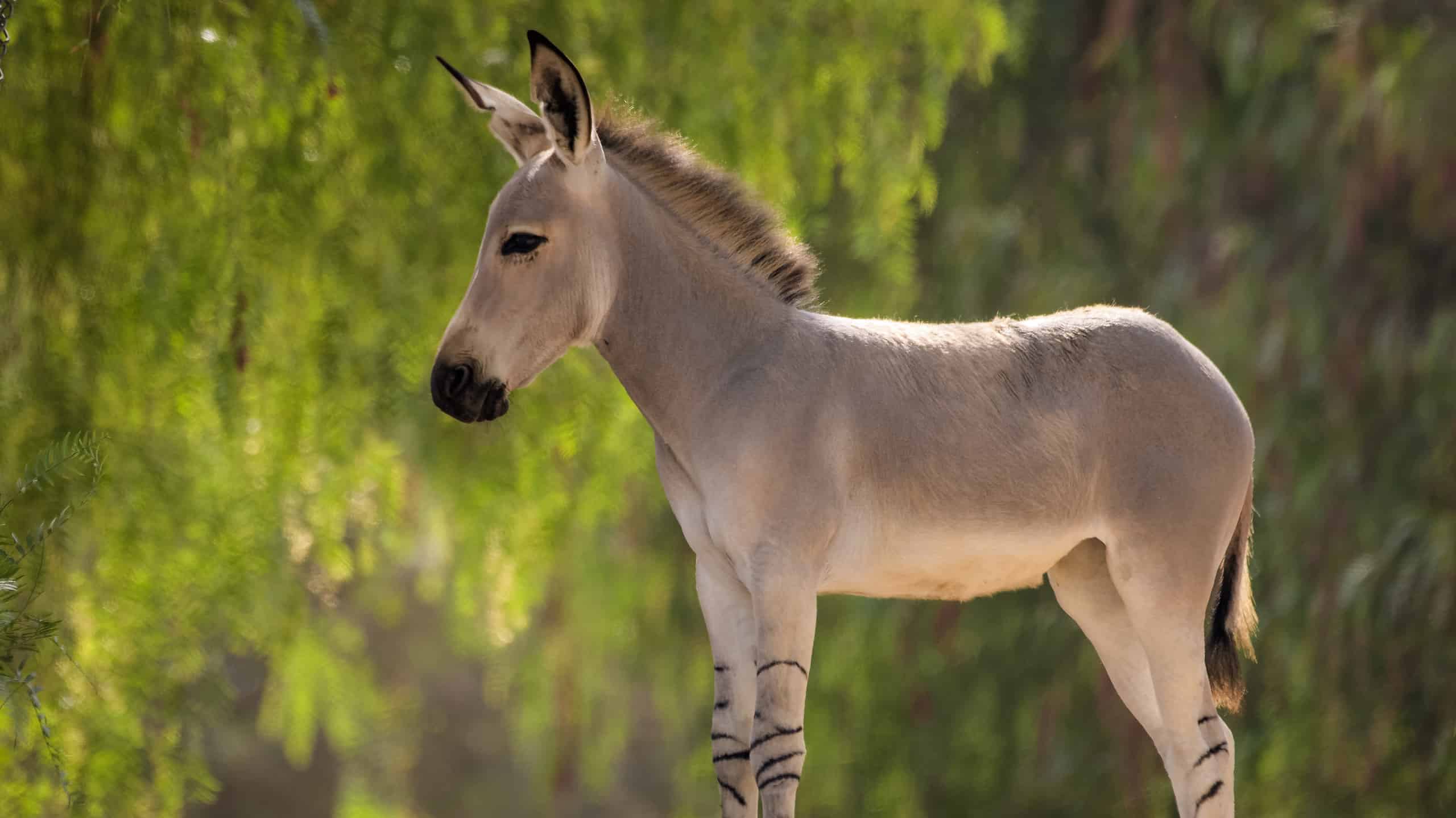 The 20 Coolest Animals You Can See in American Zoos