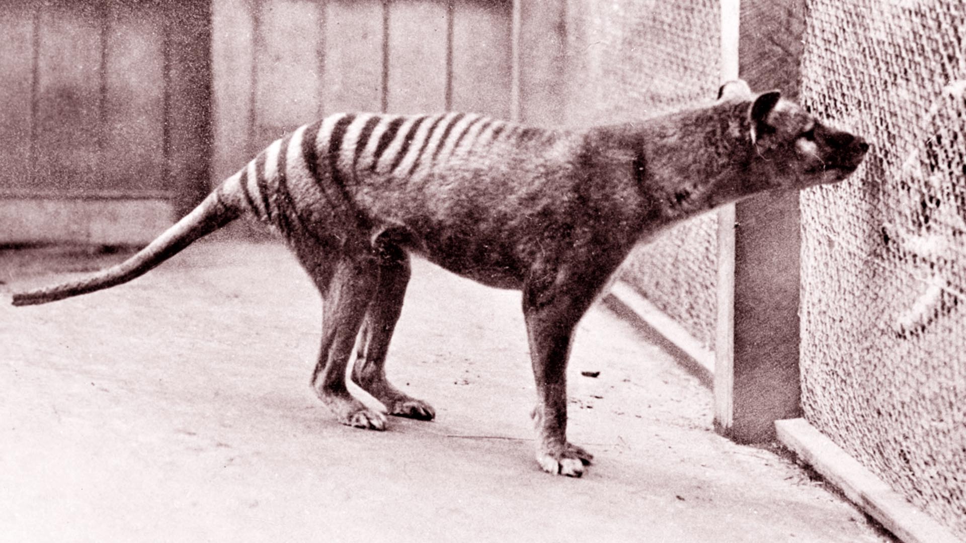 Ces animaux qui ont totalement et définitivement disparu de la planète