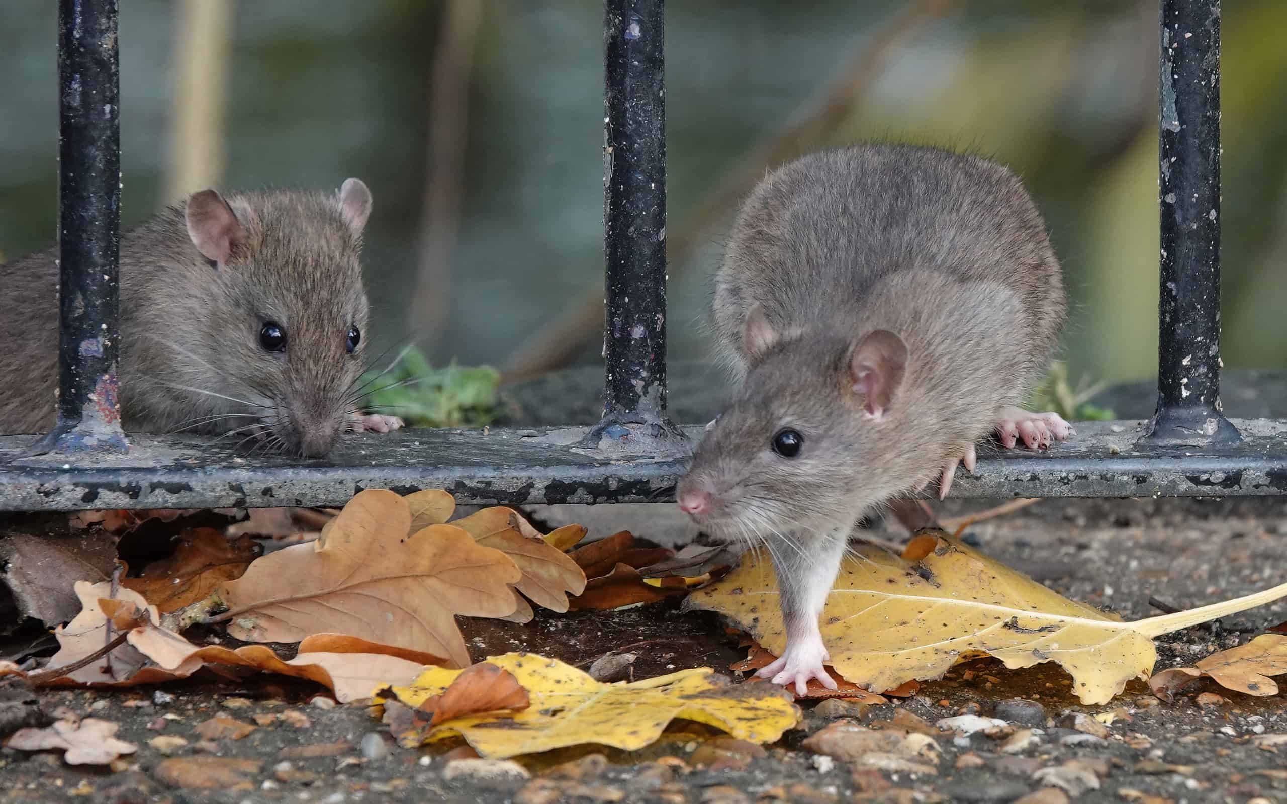 Repel Rats With These Scents They Hate