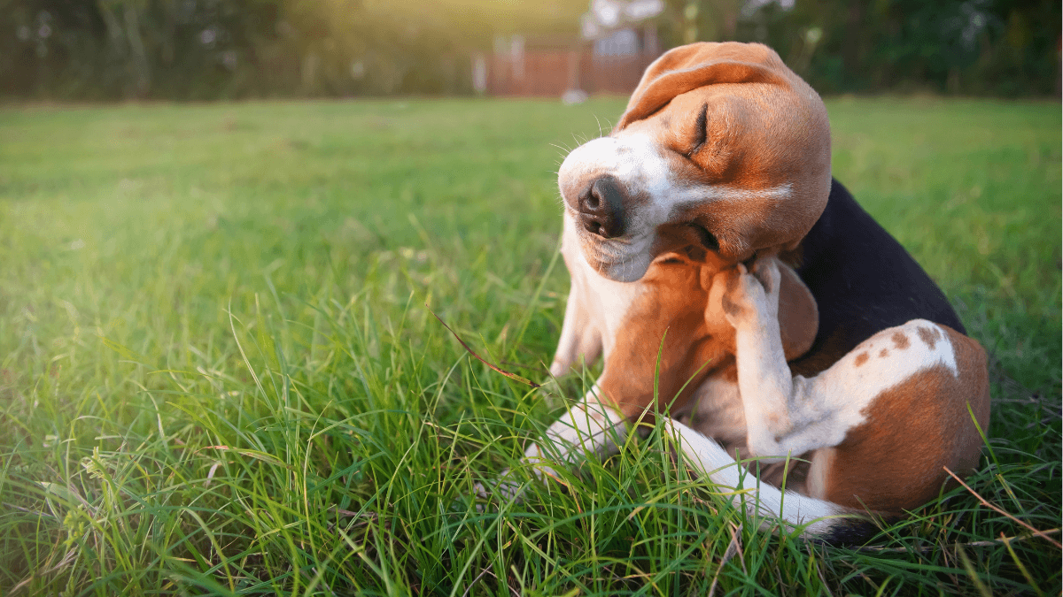 Lice in dogs: Prevention and treatment