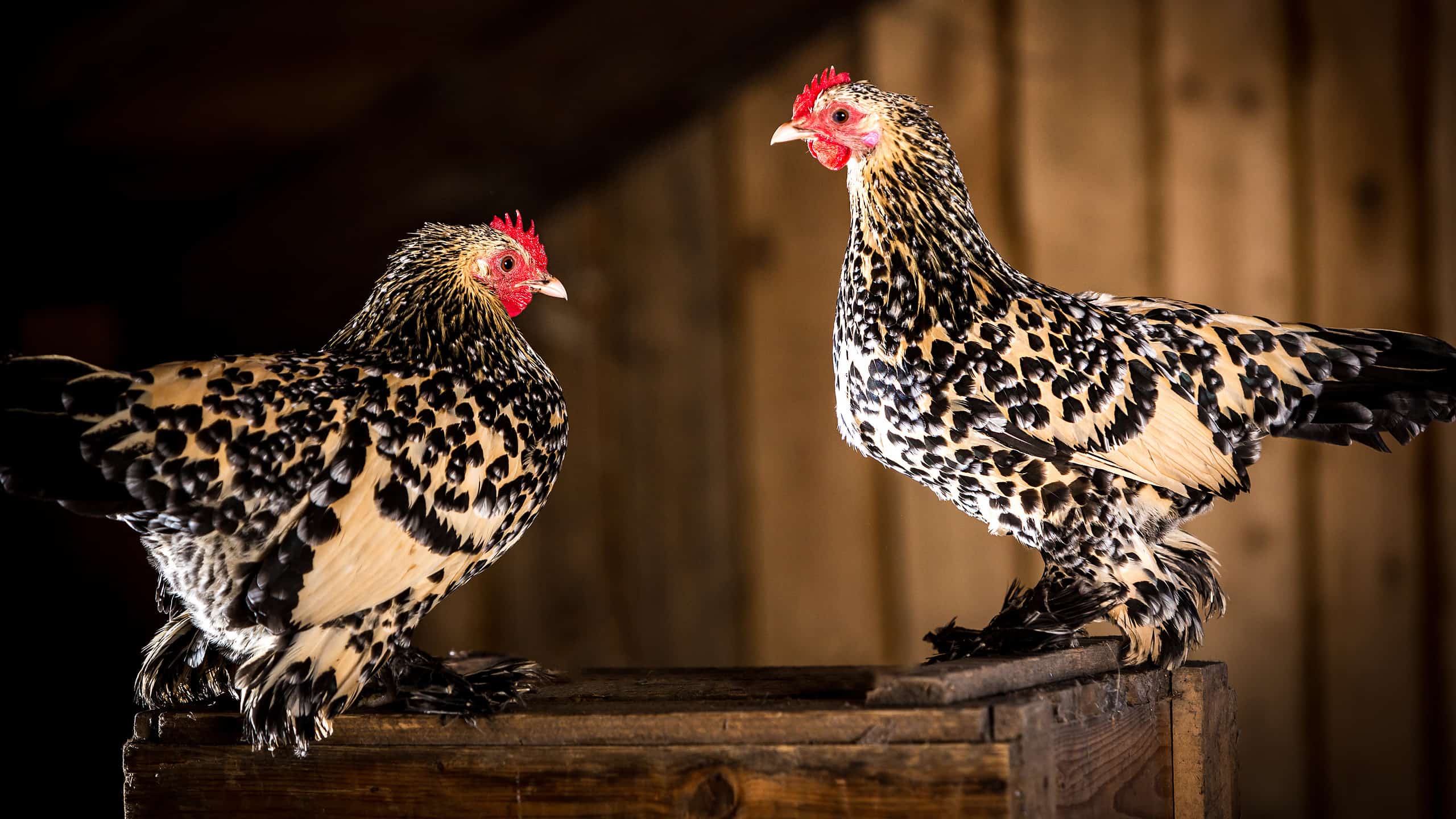 These Are the Rarest Chicken Breeds You Can Find