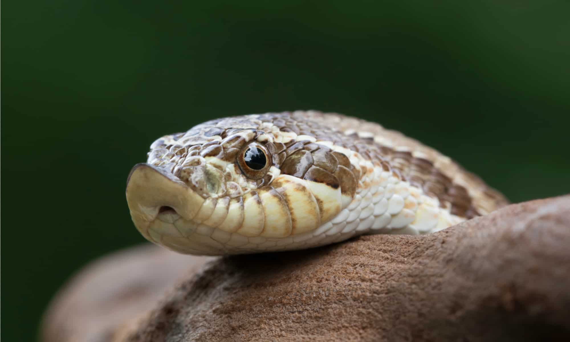 These Are the Weirdest Snakes Found in America