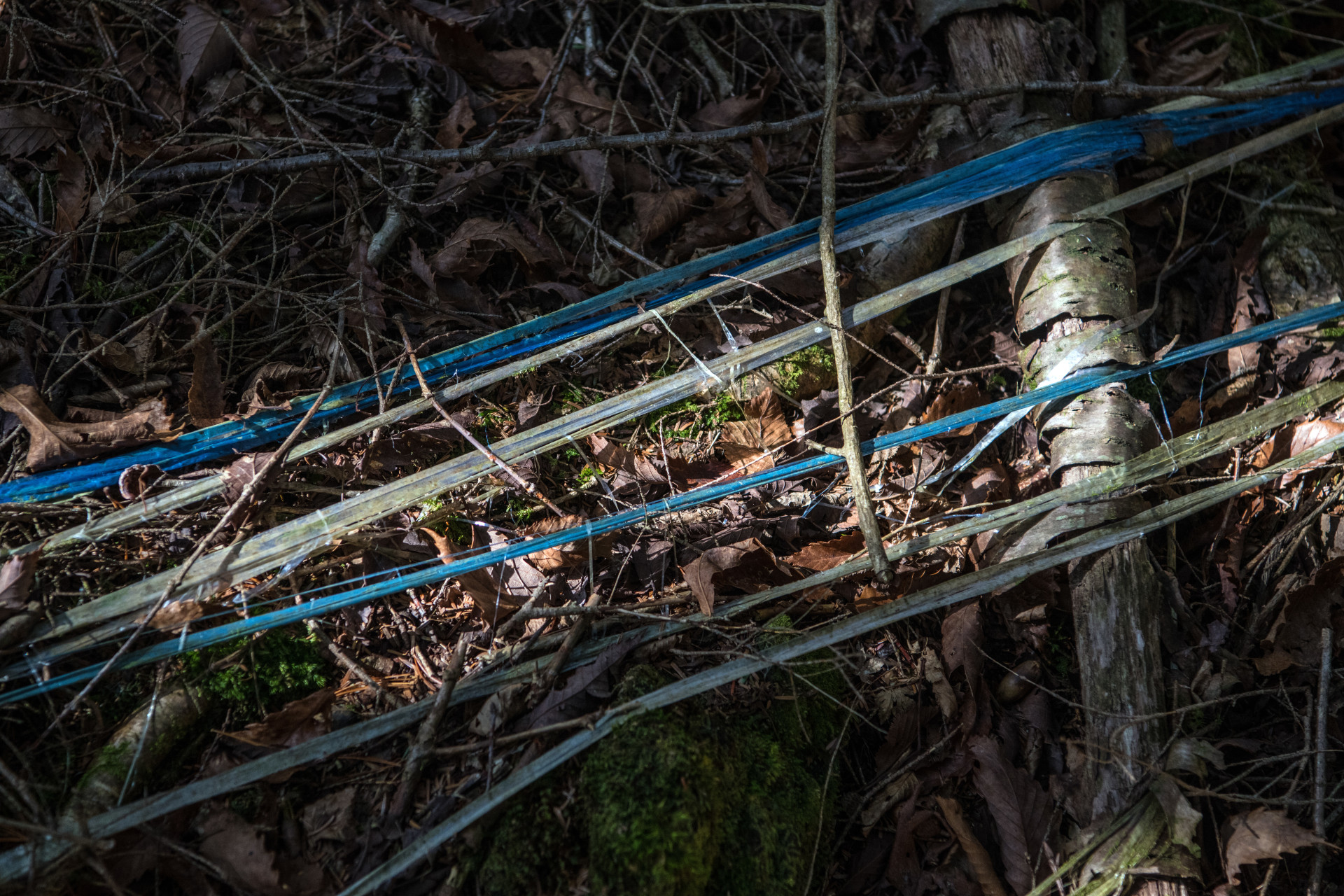 L'histoire glaçante de la forêt des suicides au Japon