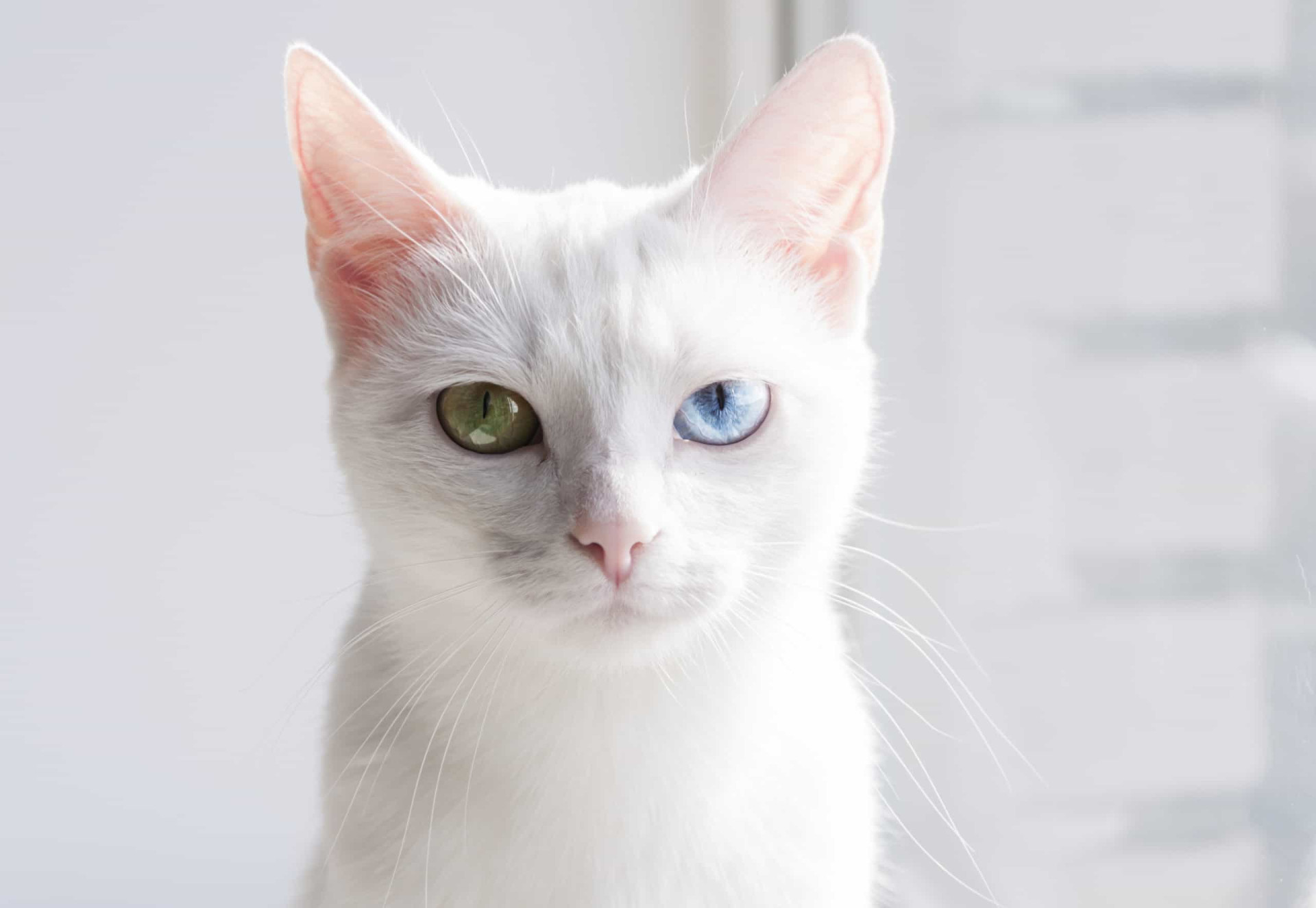 The best cat for you, based on your zodiac sign