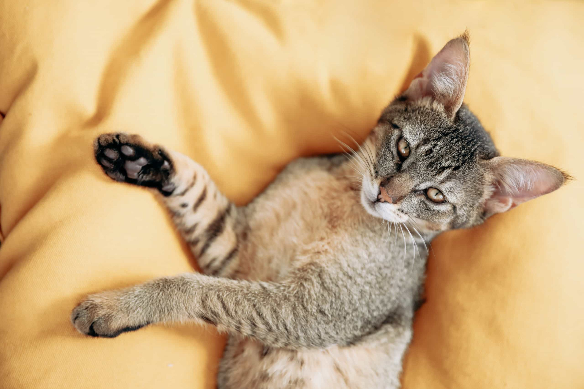 The best cat for you, based on your zodiac sign