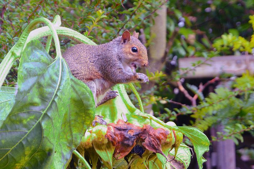 Quick and easy DIY repellent to keep squirrels out of your garden