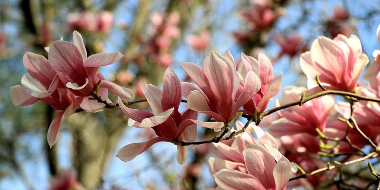Enhance Your Garden with These 6 Flowering Trees