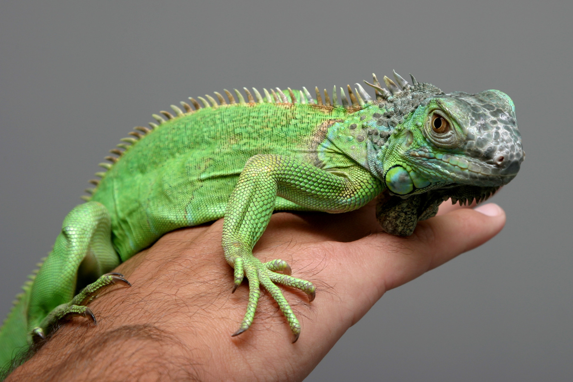 The worst animals to keep as pets