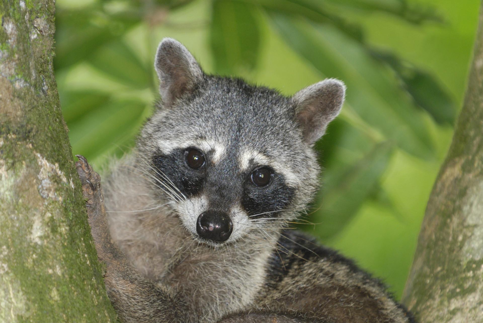 The worst animals to keep as pets