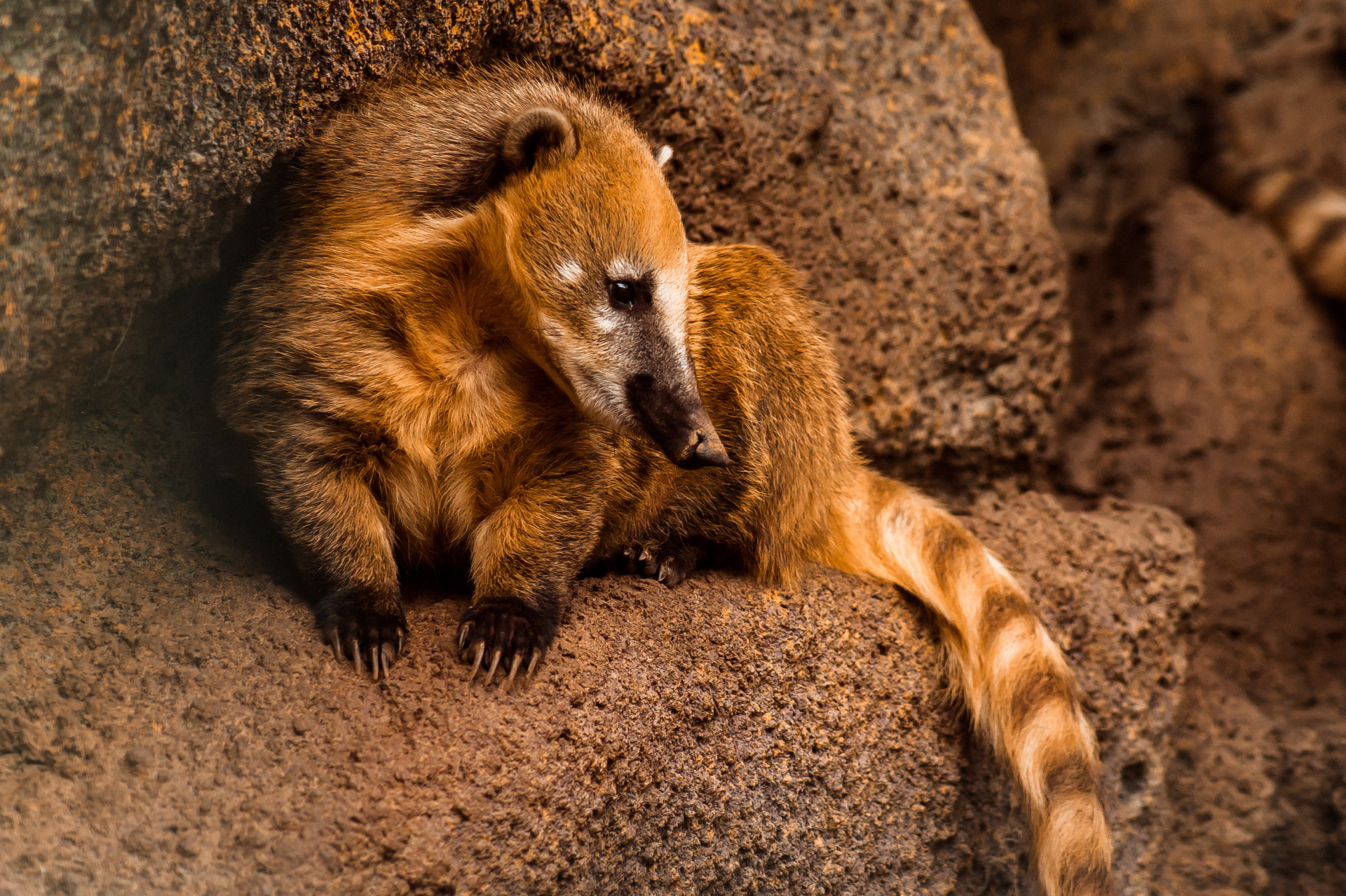 The worst animals to keep as pets