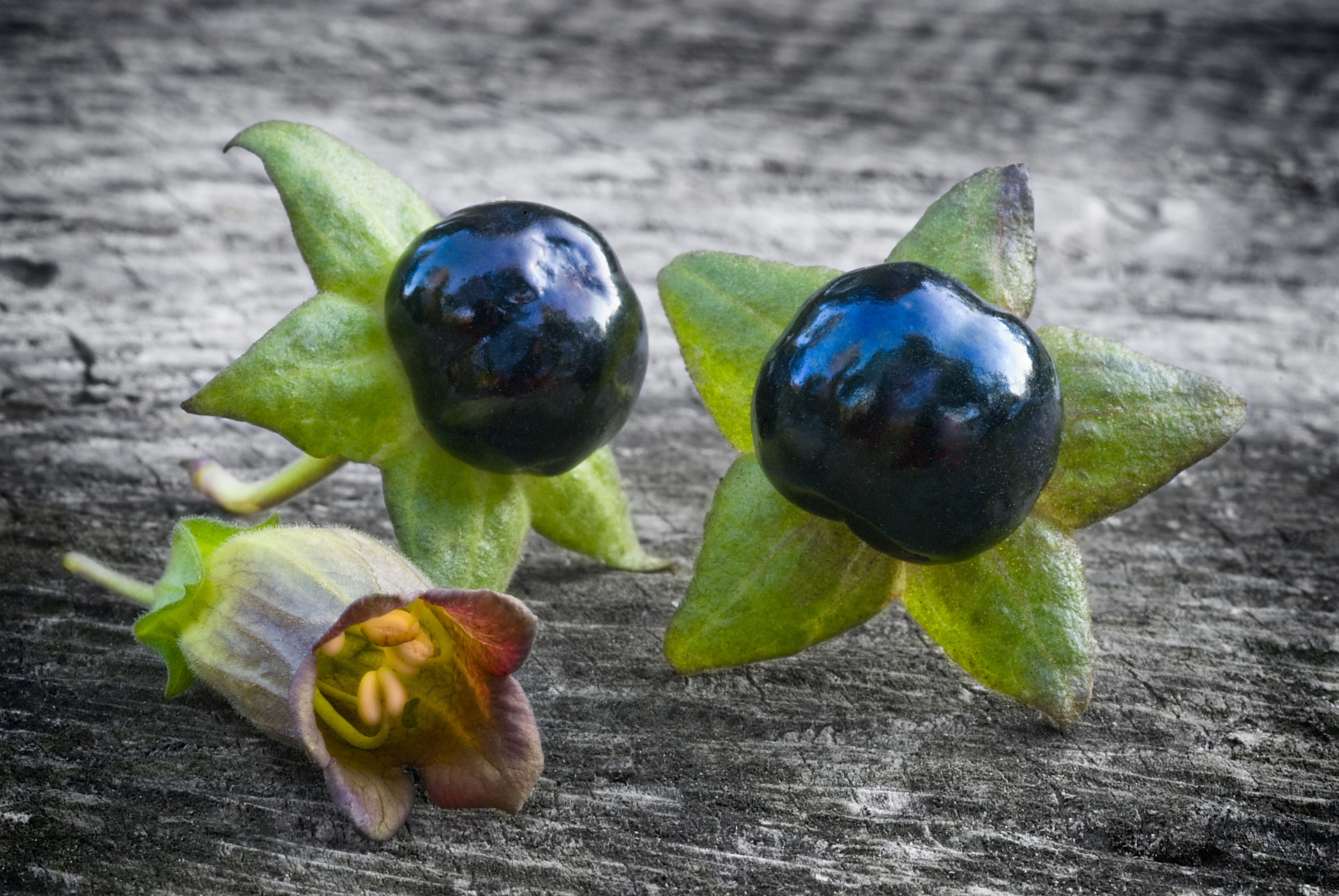 What happens to the brain when you eat sugar?