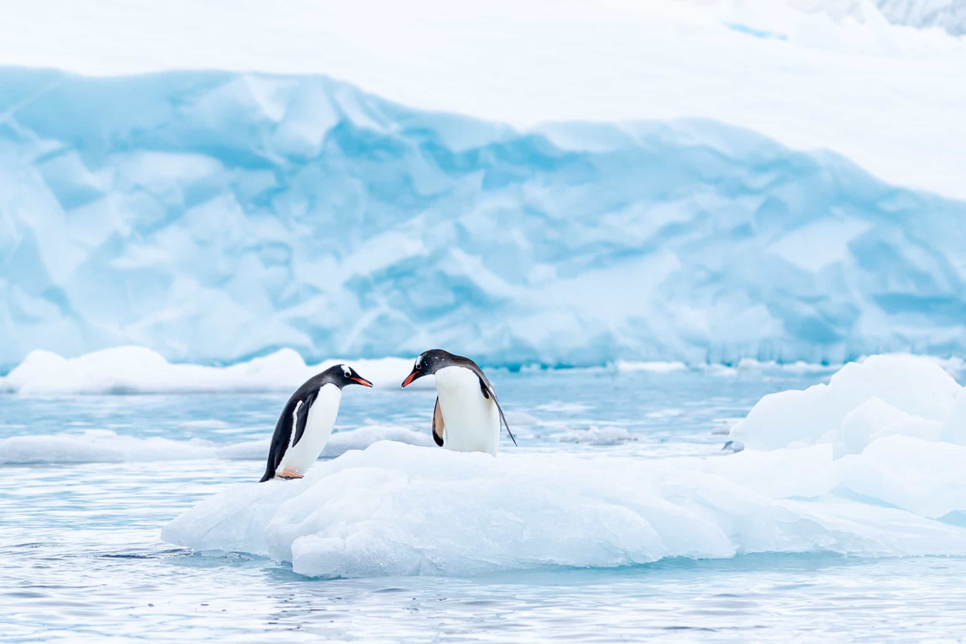 Precious penguin facts that will melt your heart