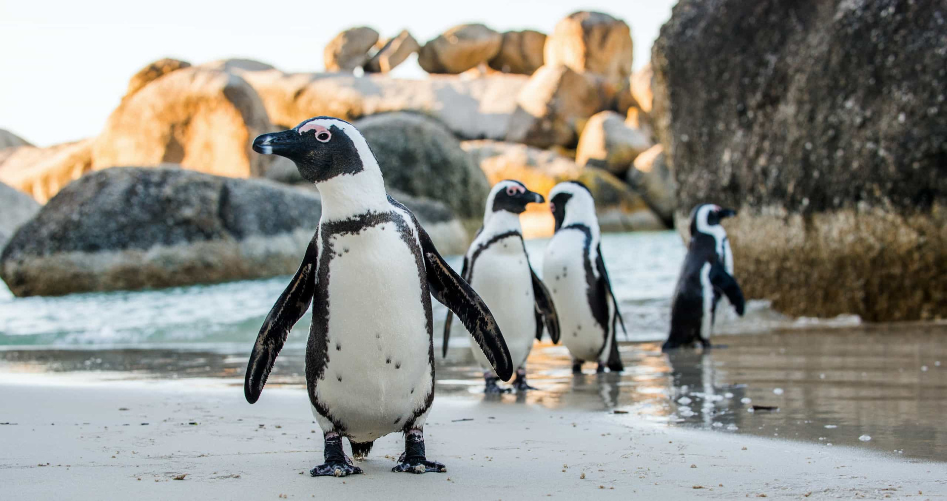 Precious penguin facts that will melt your heart