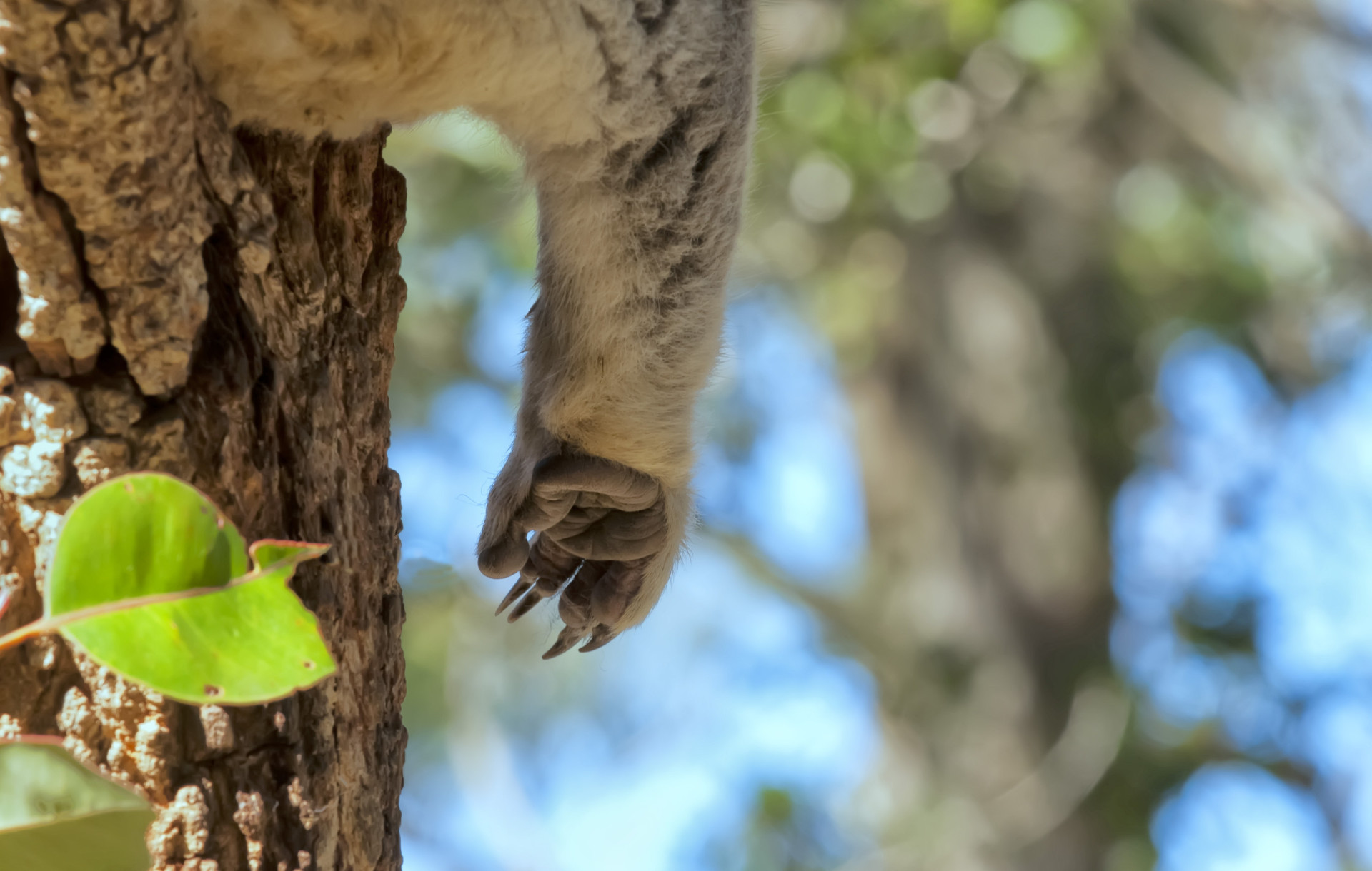 Surprising facts about fingerprints, and why we even have them