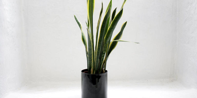 Reduce Stress With the Best Houseplants That Will Relax You