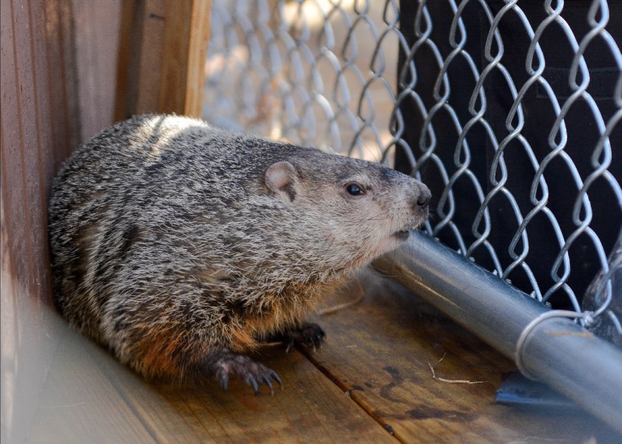 WVDNR announces Groundhog Day events