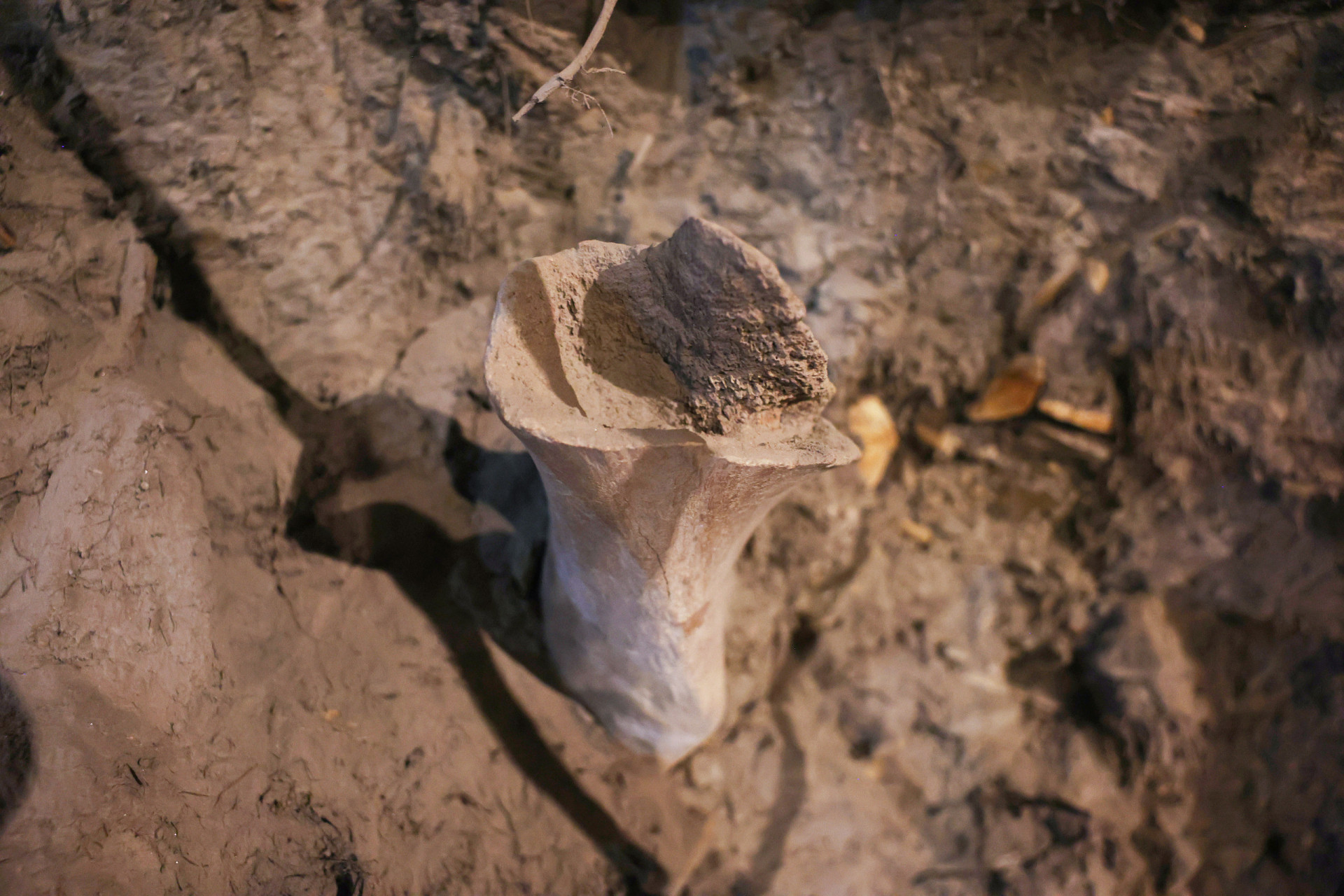 Surprising uses for bones throughout history