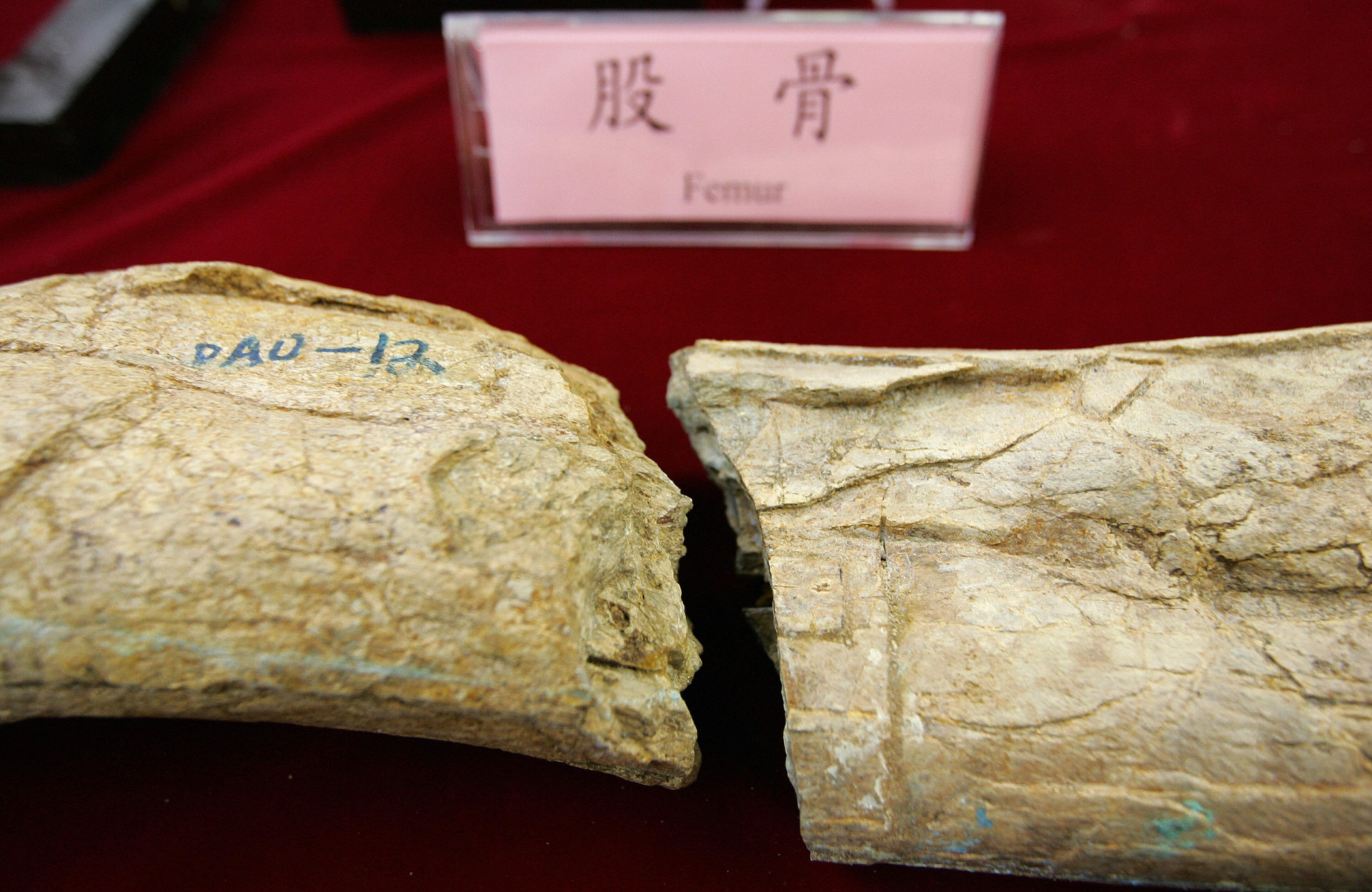 Surprising uses for bones throughout history