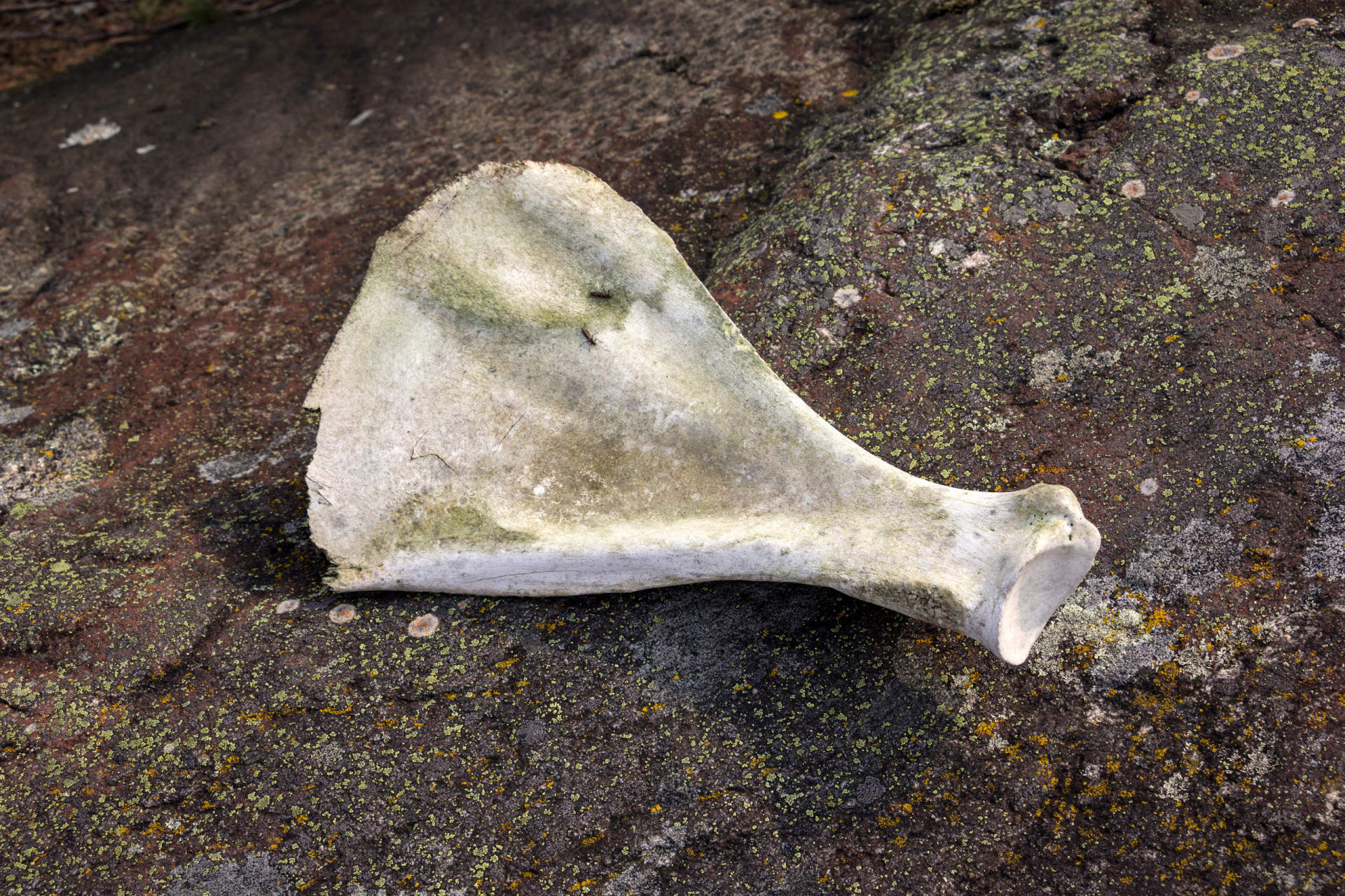 Toxic masculinity vs. healthy masculinity